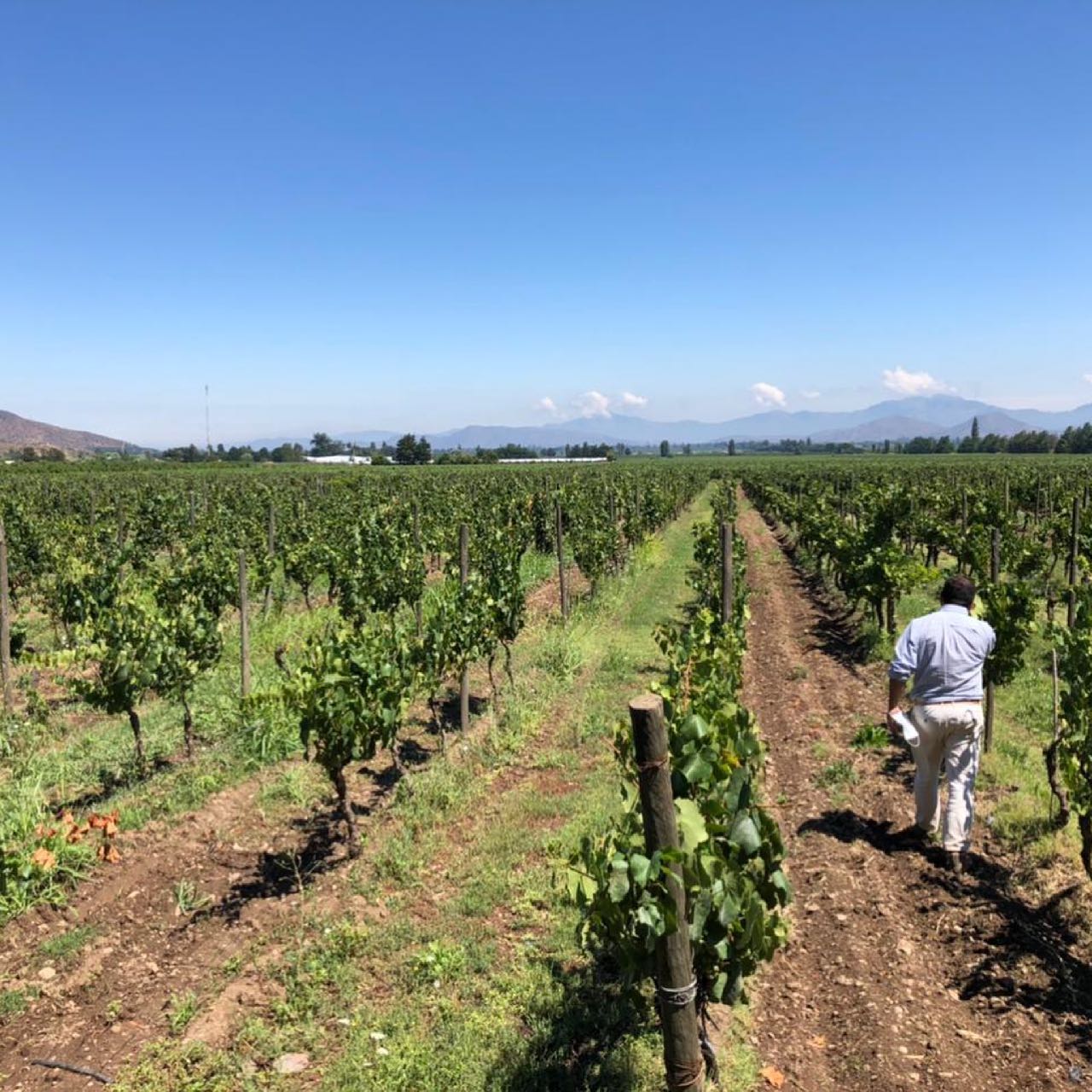 Rượu Vang Đỏ ChiLe Rios Gran Reserva Cabernet Sauvignon